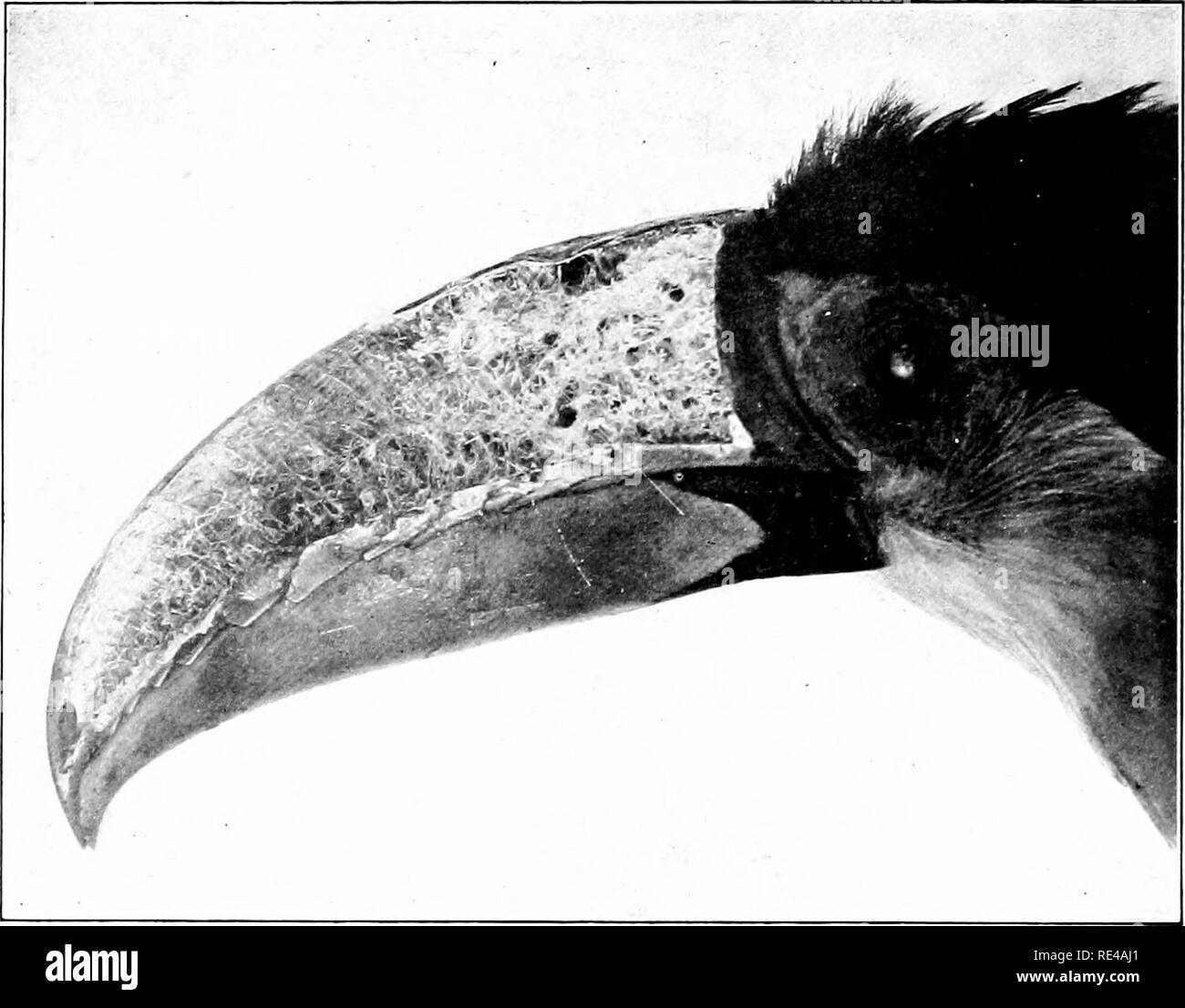 Flattened flies hi-res stock photography and images - Alamy