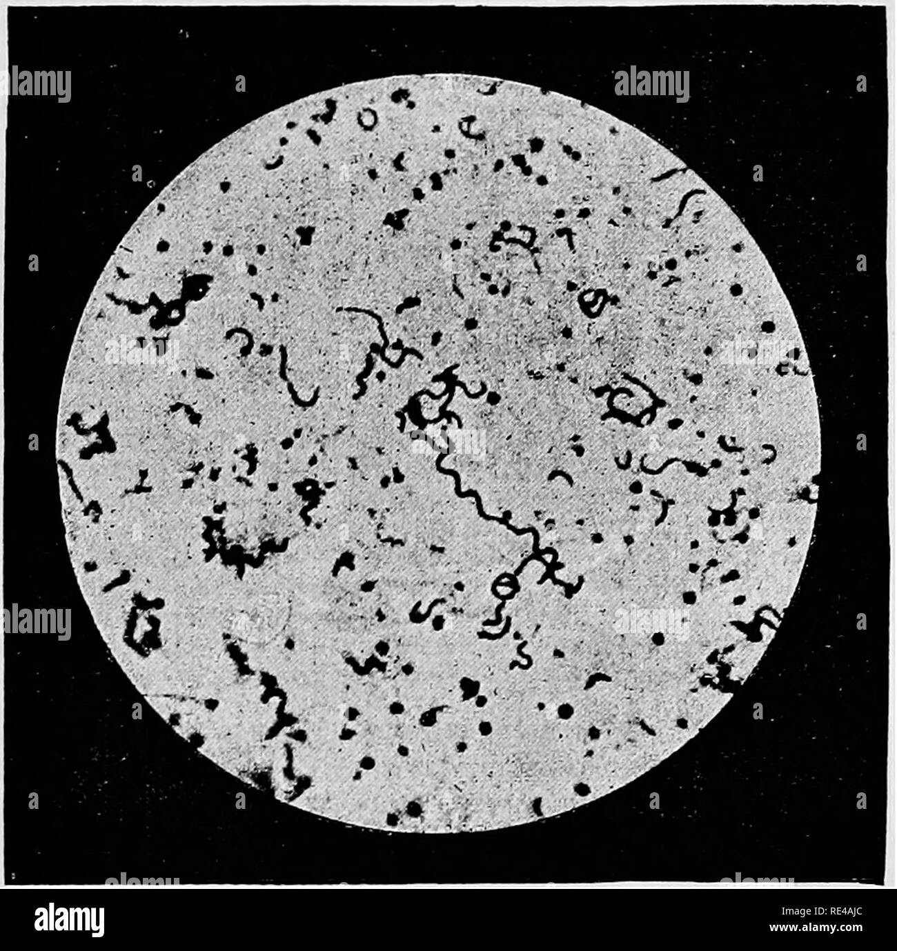 Long rod bacteria hi-res stock photography and images - Alamy