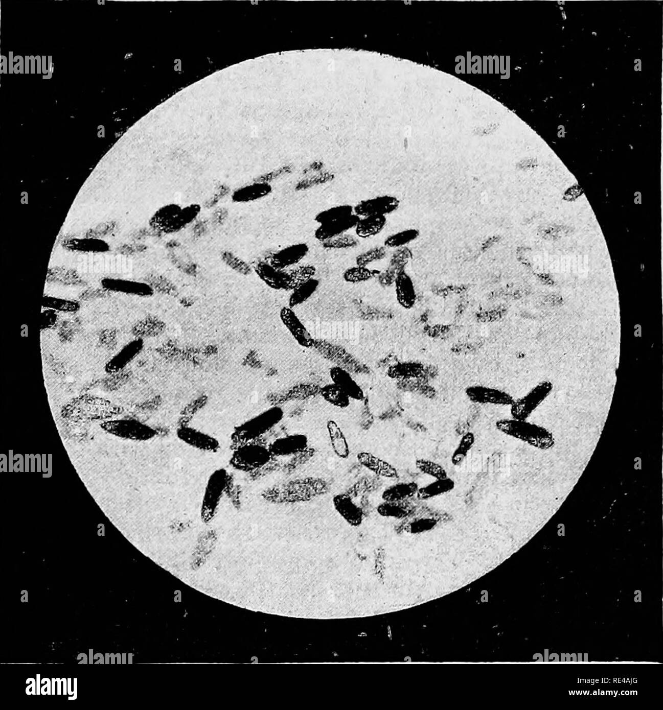 Rod Shaped Blepharoplasts