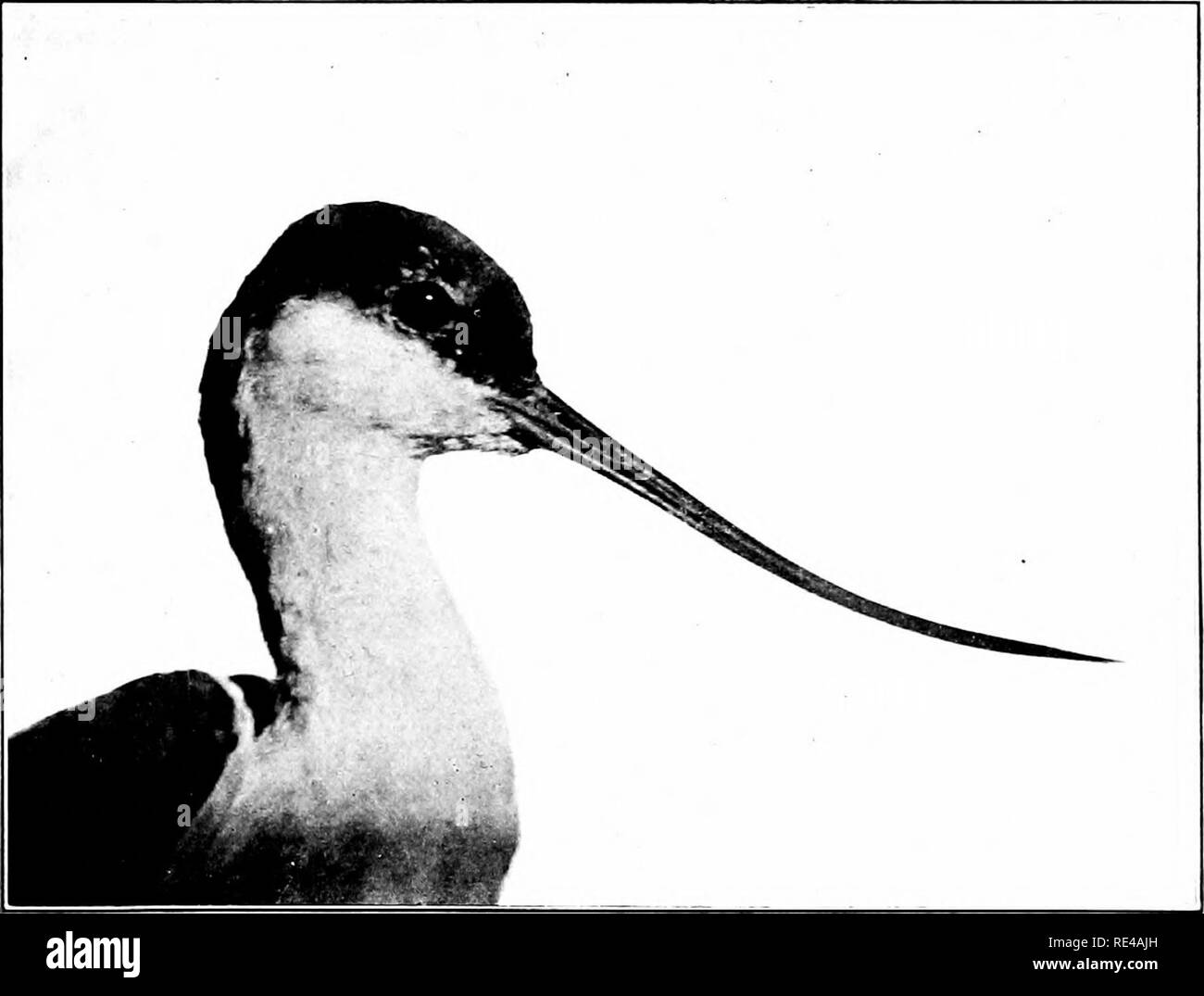 Recurved bill Black and White Stock Photos & Images - Alamy