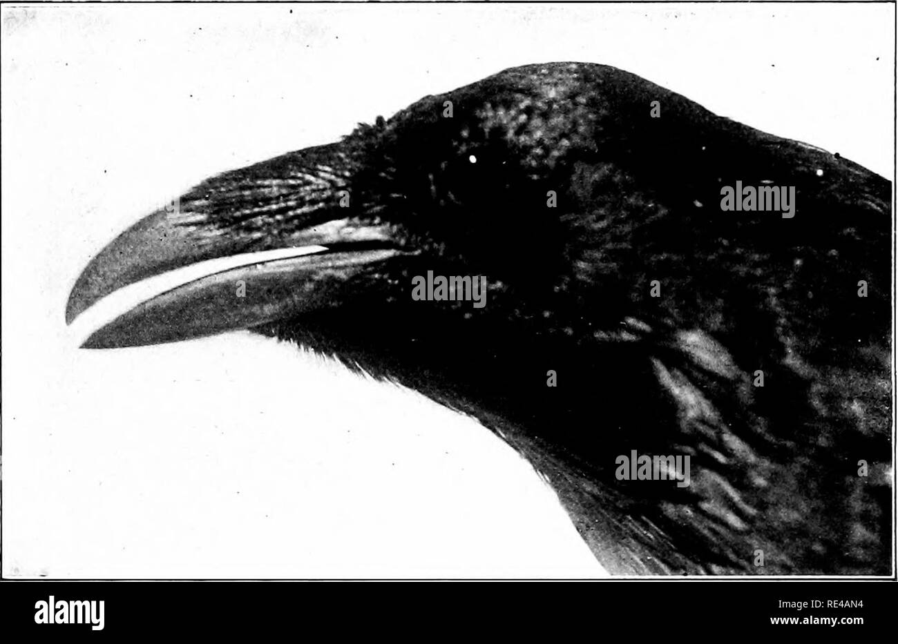 Bill beaks Black and White Stock Photos & Images - Alamy