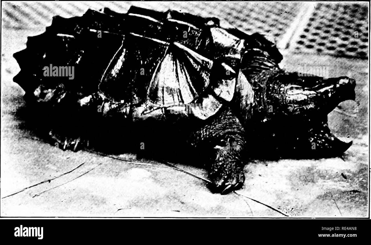 Snapping turtle beak hi-res stock photography and images - Alamy