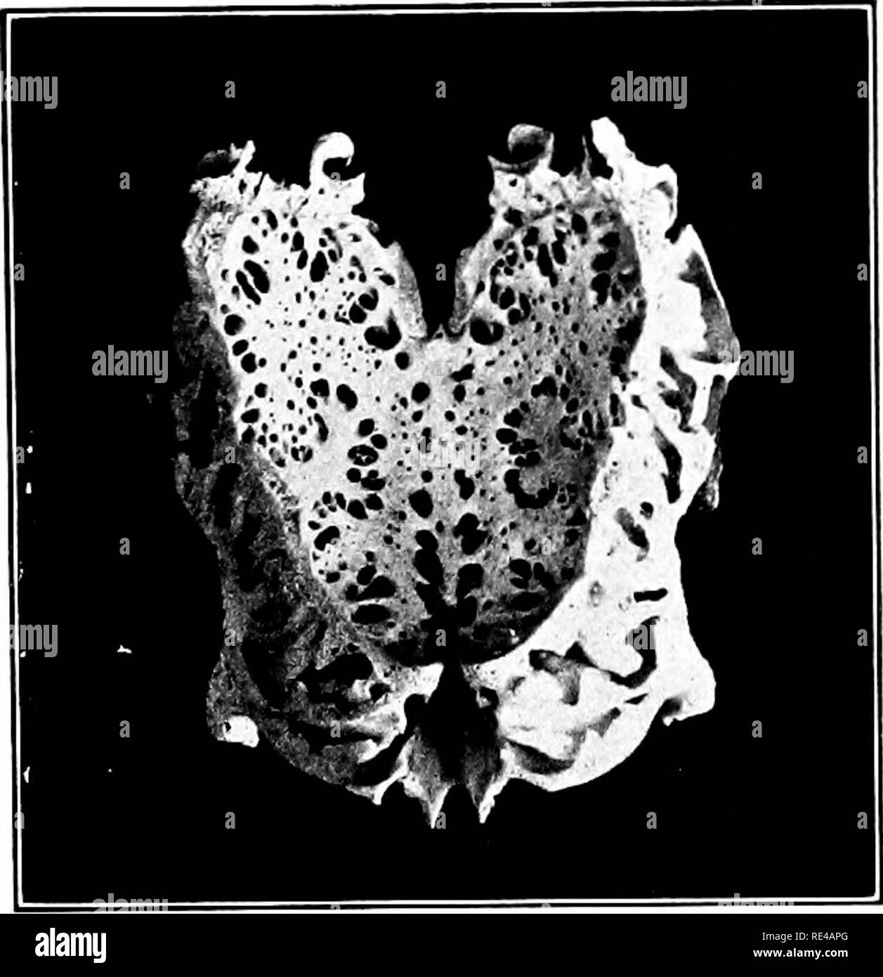 . The bird, its form and function. Birds. The Senses 205 In all animals ...