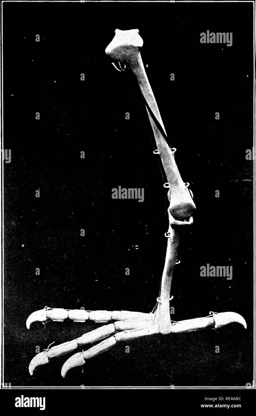 . The bird, its form and function. Birds. Muscles and Nerves 191 we ...