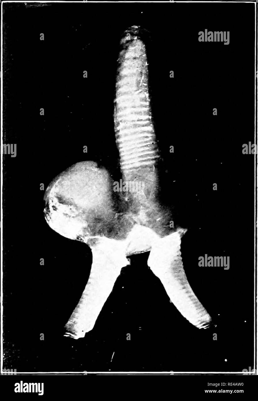 . The bird, its form and function. Birds. Fig 128- Fig, 129. Fig. 12S ...