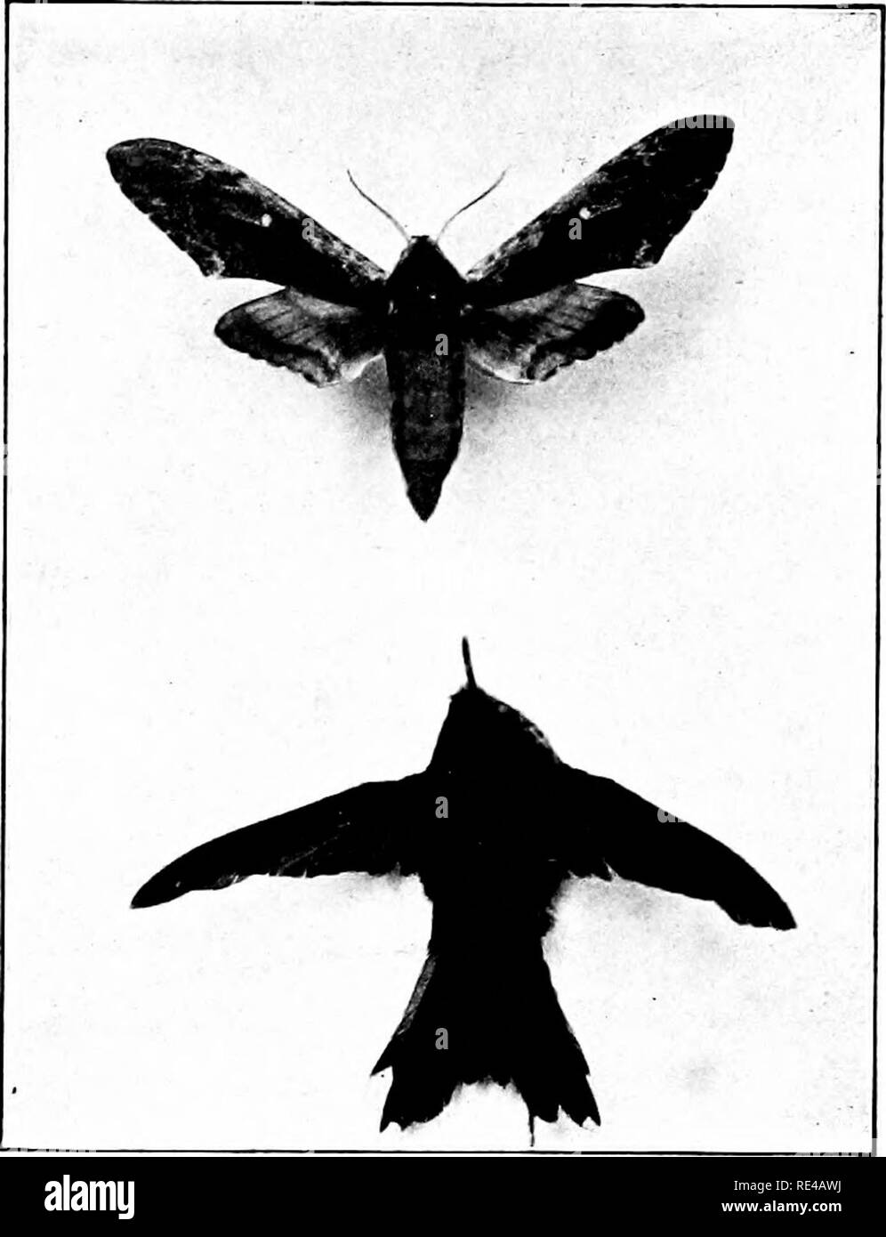 Tree bird moth Black and White Stock Photos & Images - Alamy