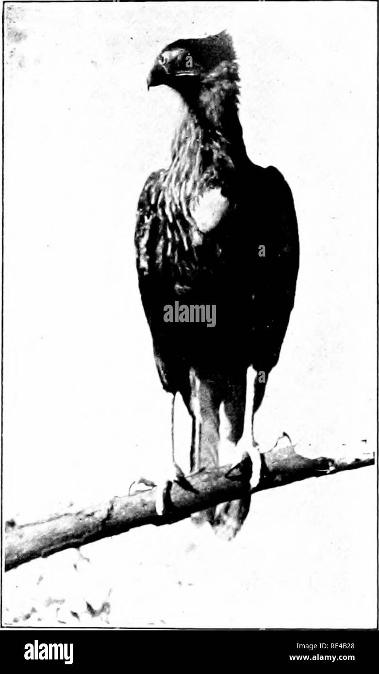 Bird gizzard Black and White Stock Photos & Images - Alamy