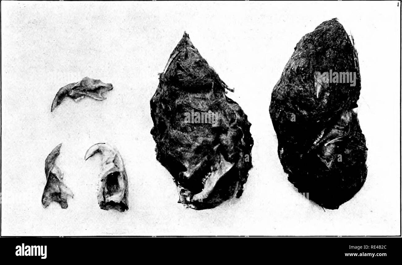 Dissecting mouse Black and White Stock Photos & Images - Alamy