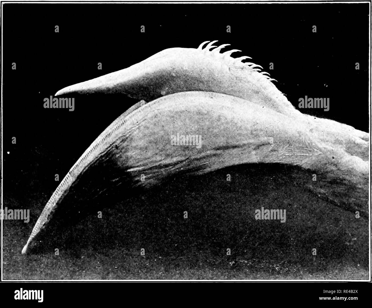 . The bird, its form and function. Birds. Organs of Nutrition 127 a ...