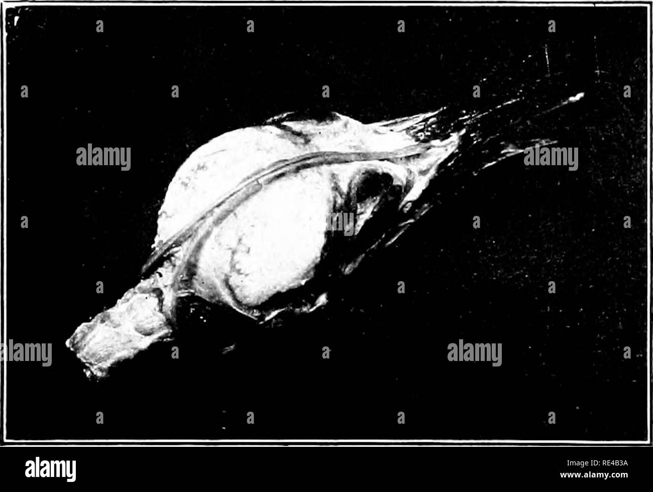 . The bird, its form and function. Birds. Fig 95. — Head of Flicker ...
