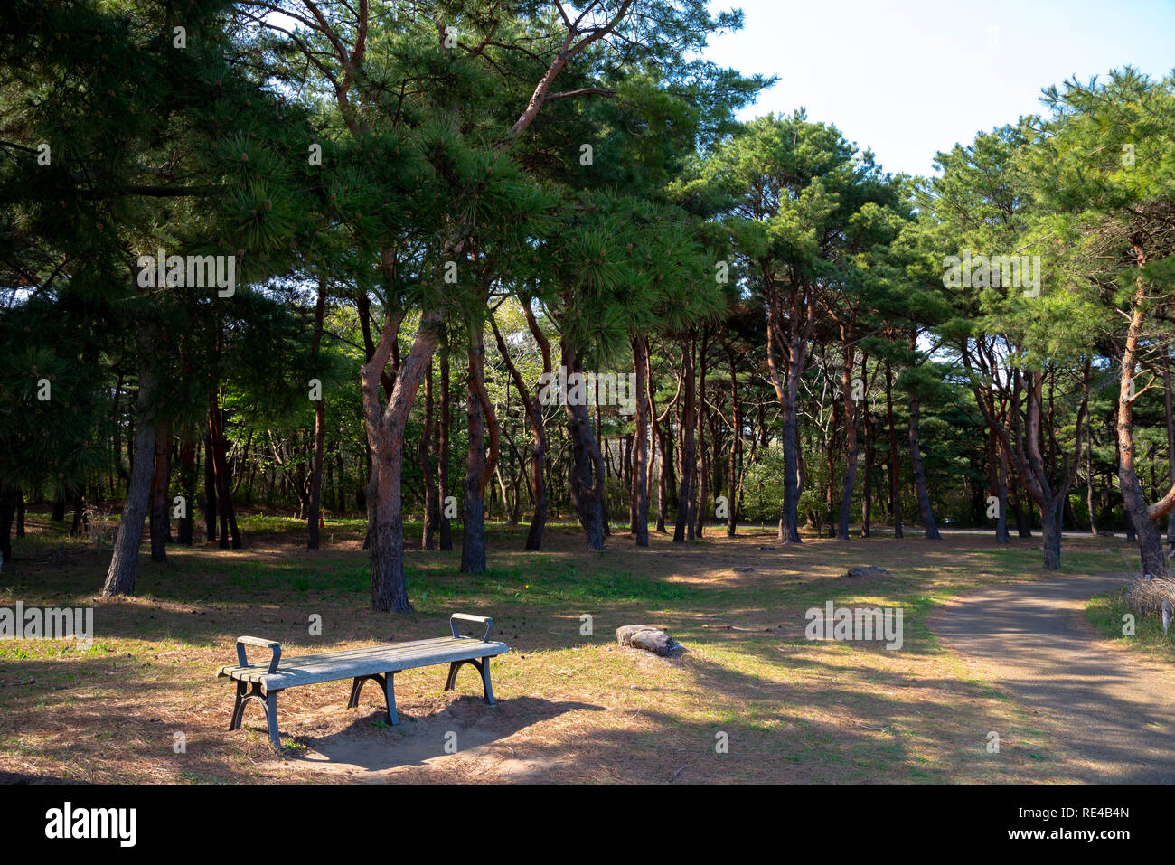 Wooden bench in the nature park, benches with iron forged legs and ...