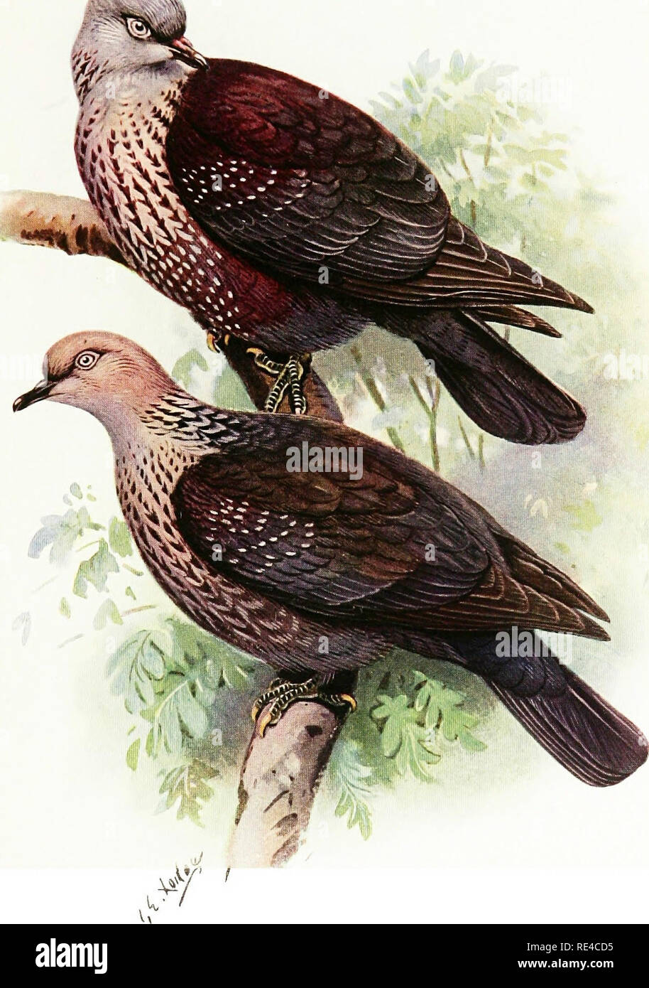 Illustrations wood pigeon hi-res stock photography and images - Alamy