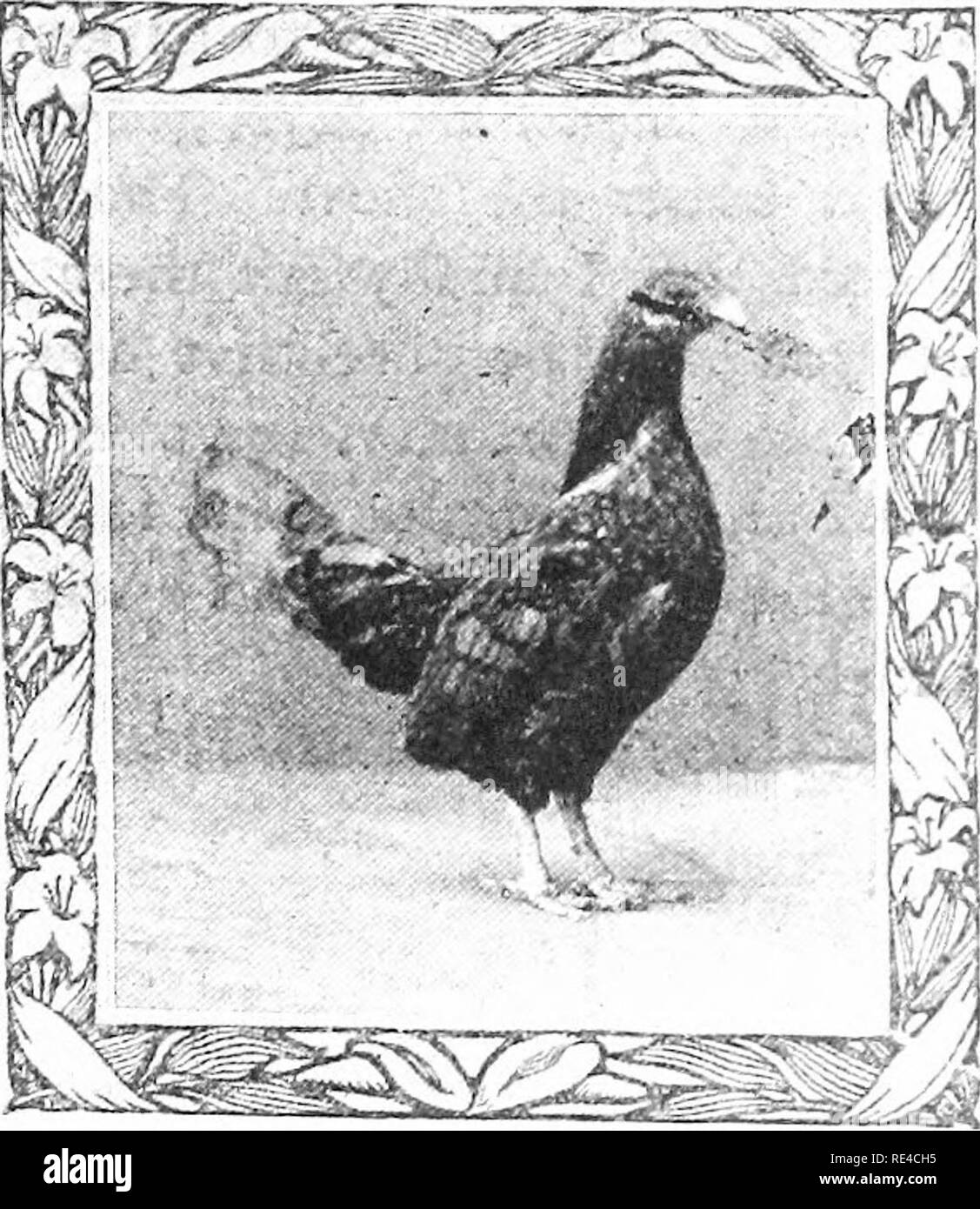 Roosting chickens Black and White Stock Photos & Images - Alamy