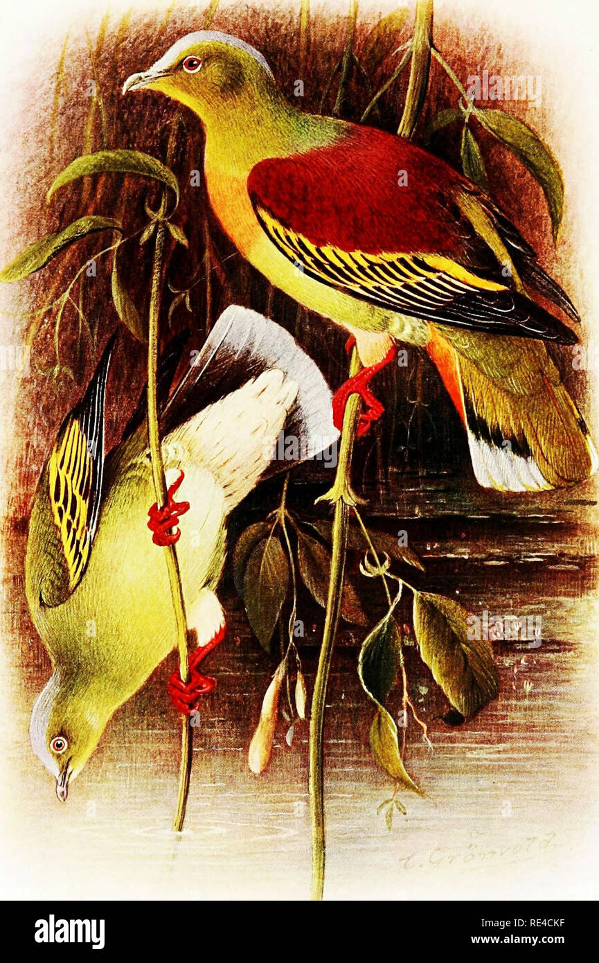 Stuart pigeon hi-res stock photography and images - Alamy