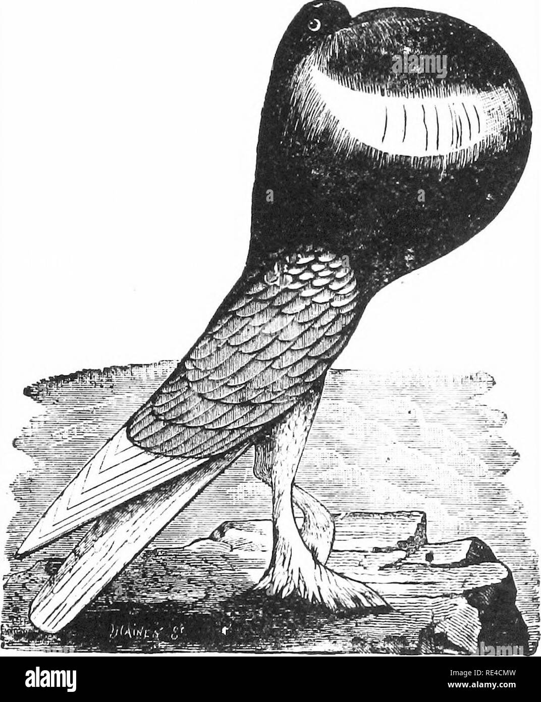Bird no tail Black and White Stock Photos & Images - Alamy