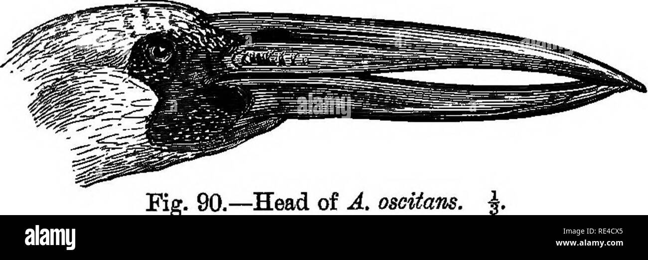 Shorter scapulars hi-res stock photography and images - Alamy