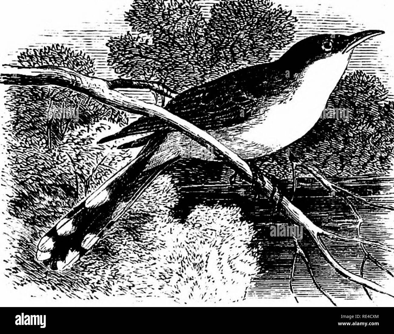 Coccyzus genus hi-res stock photography and images - Alamy