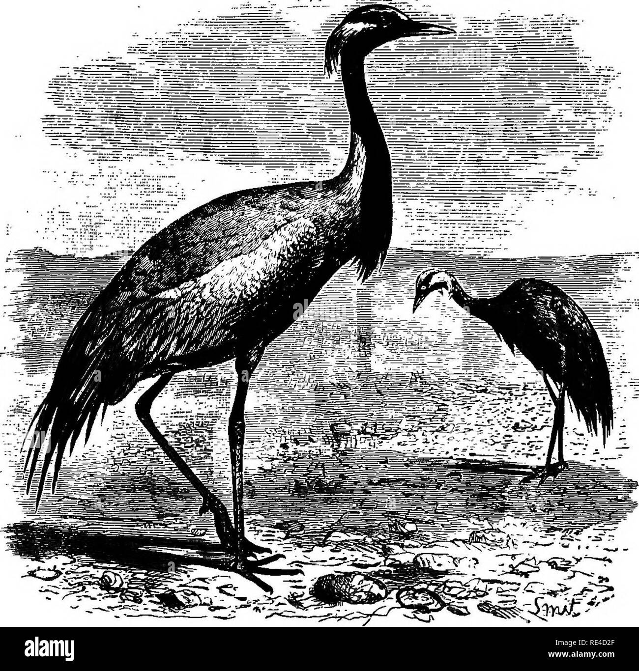 . Birds. Birds. Pig. 41.—Anthropoides virgo. Suborder GRUES ...