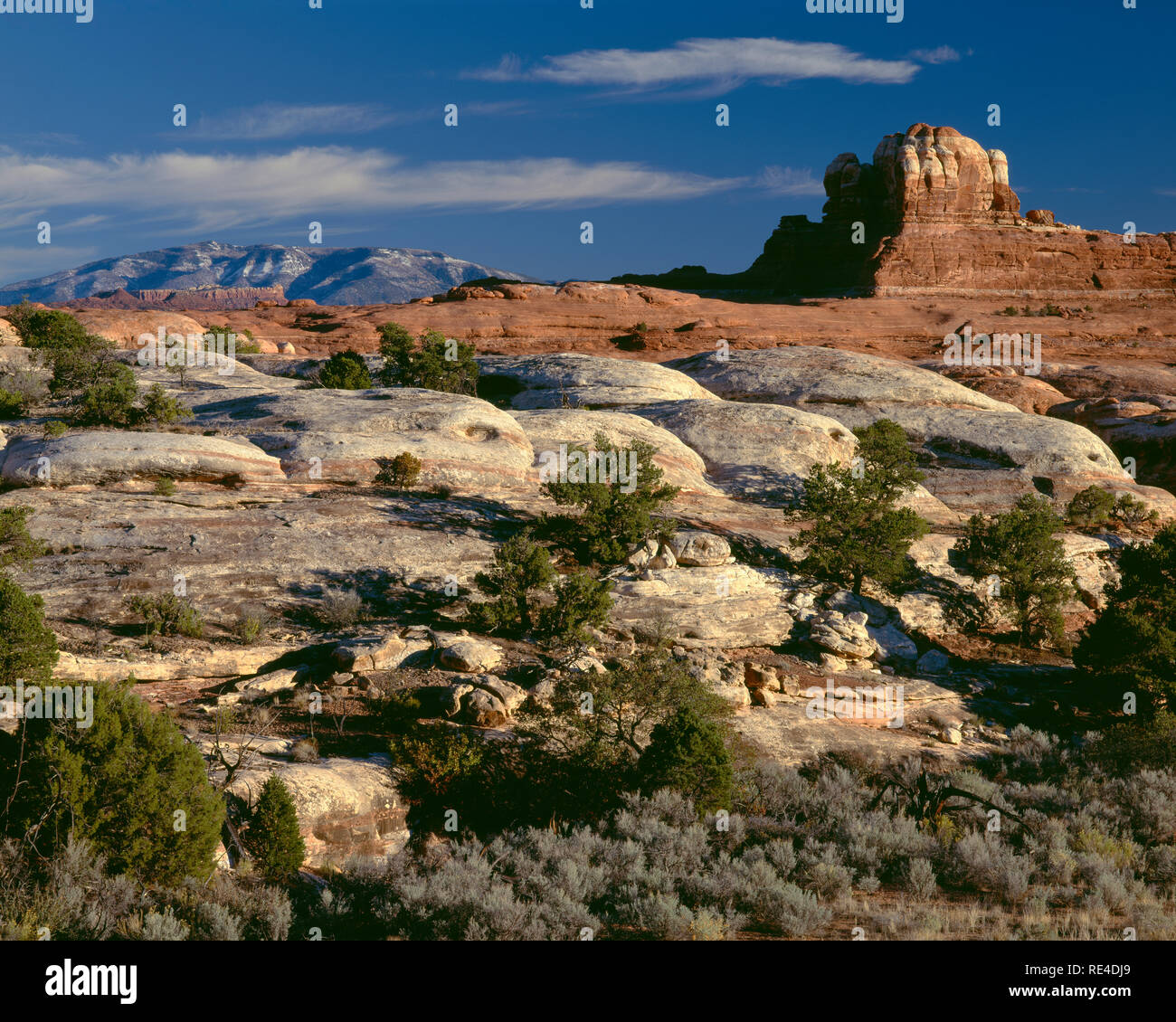 USA, Utah, Canyonlands National Park, Juniper dotted slickrock ...