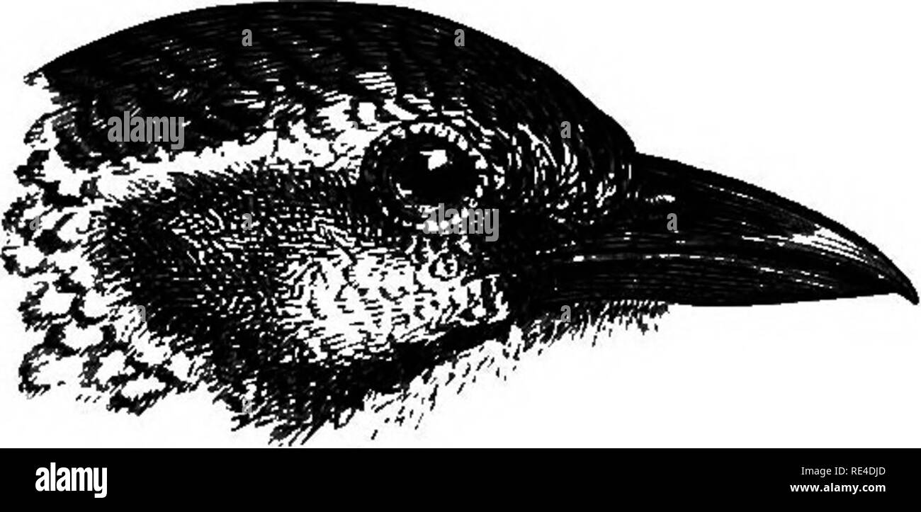 Strong forehead feathers Black and White Stock Photos & Images - Alamy