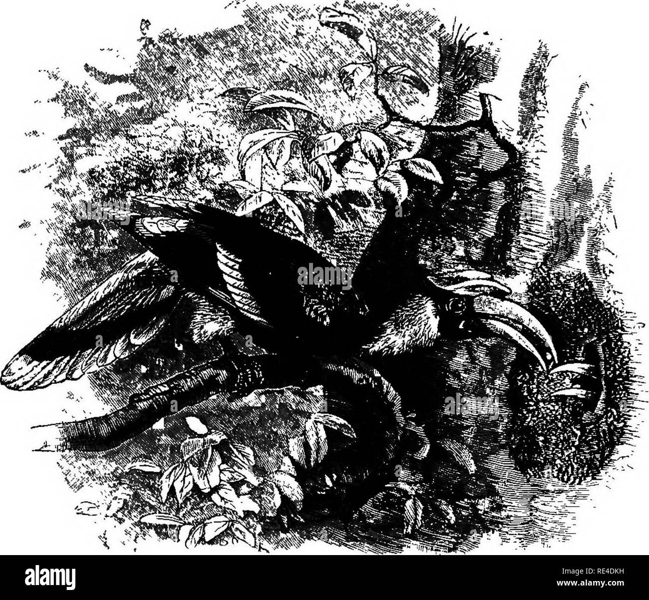 . Birds. Birds. Fig. 40.—Dichoceros Uoomis and nest. Suborder BUGEBOTES ...