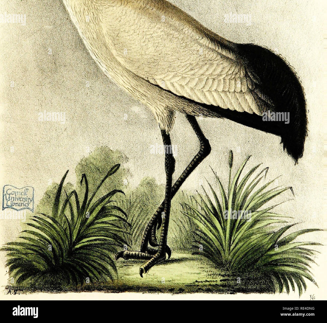 Edward blyth hi-res stock photography and images - Alamy