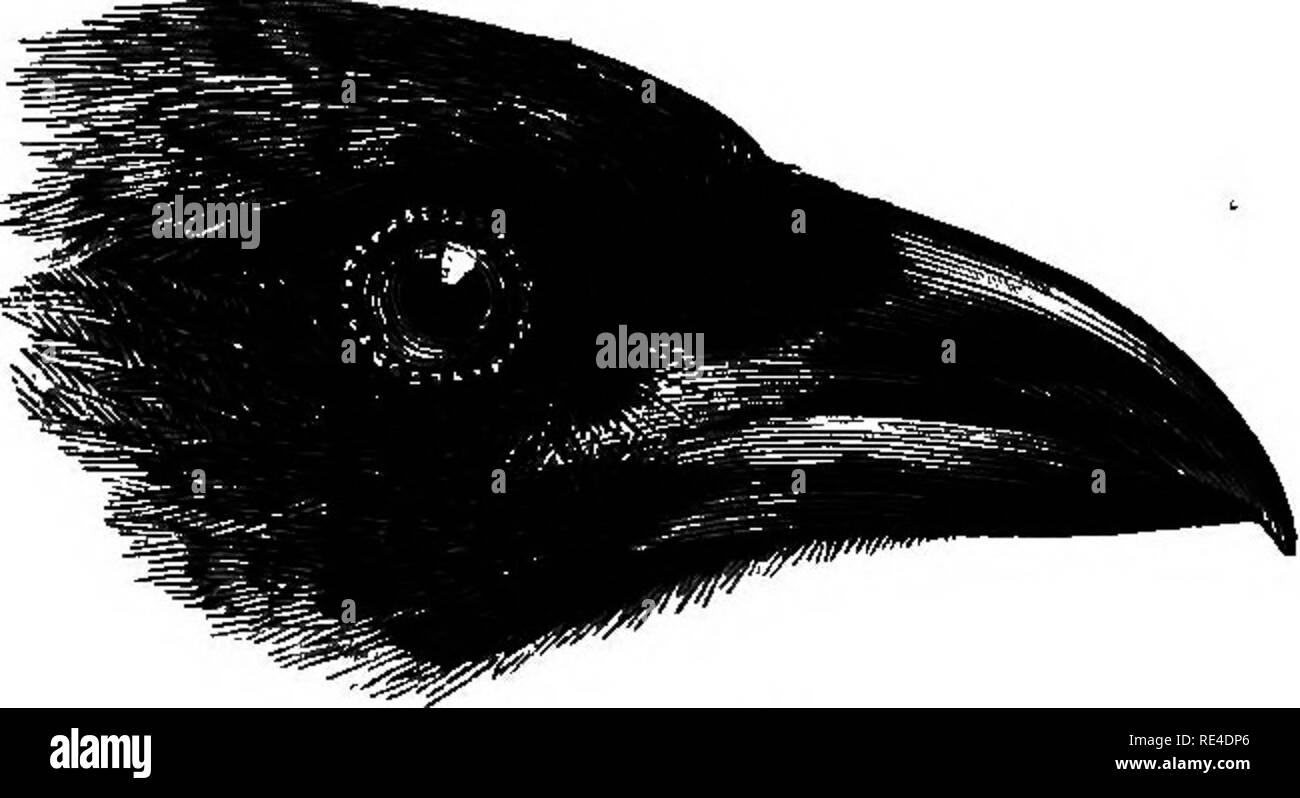 Pica genus Black and White Stock Photos & Images - Alamy