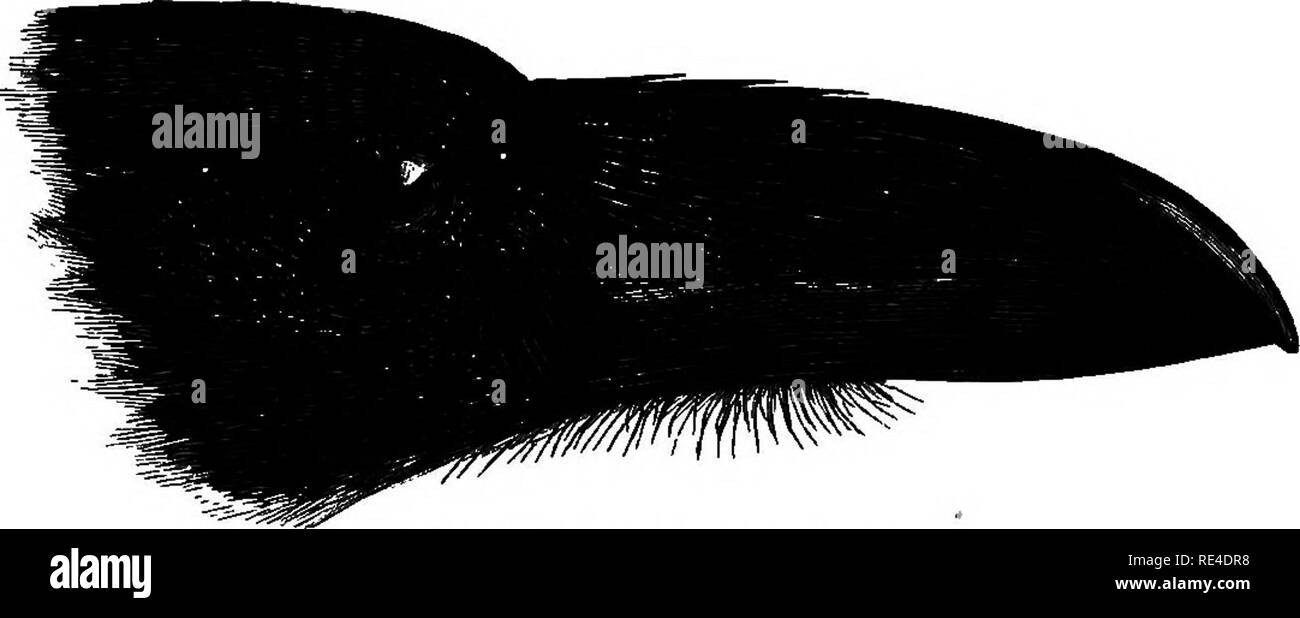 Carrion crow nest england hi-res stock photography and images - Alamy