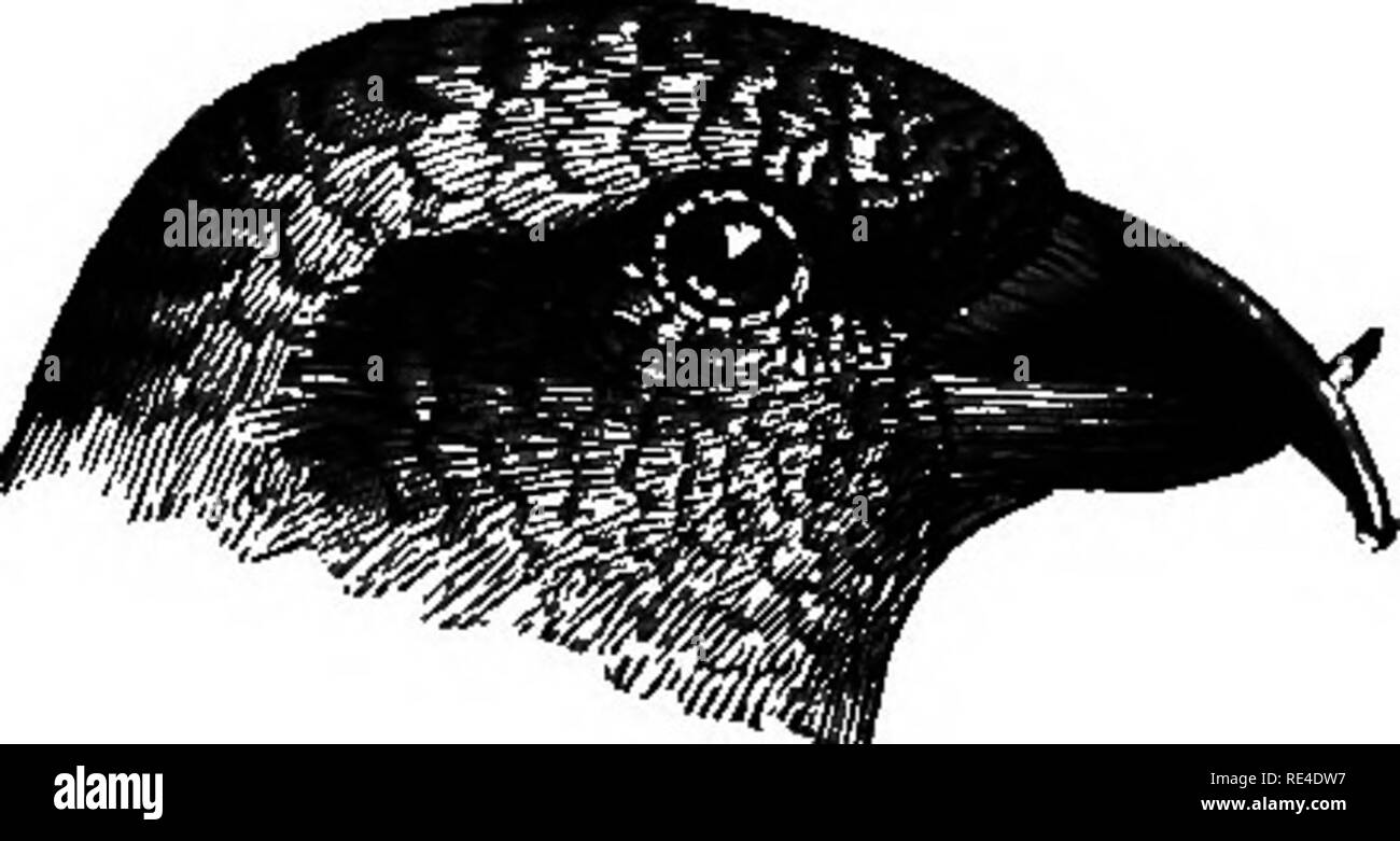 Pinch the tail Black and White Stock Photos & Images - Alamy