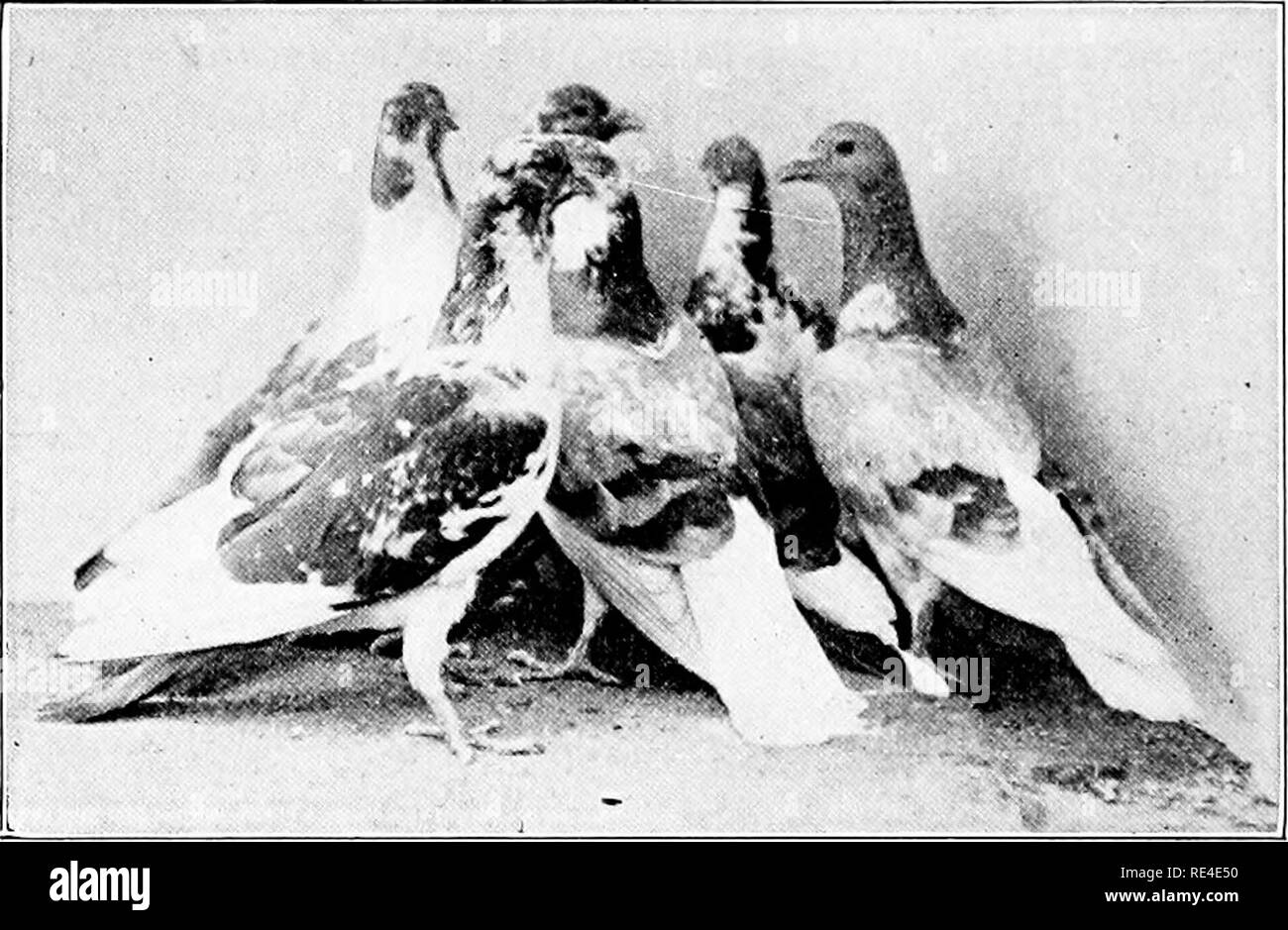 . American squab culture; a practical work on squab culture covering ...