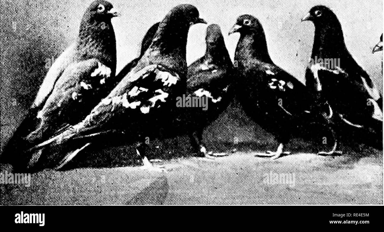 Raising colors Black and White Stock Photos & Images - Alamy