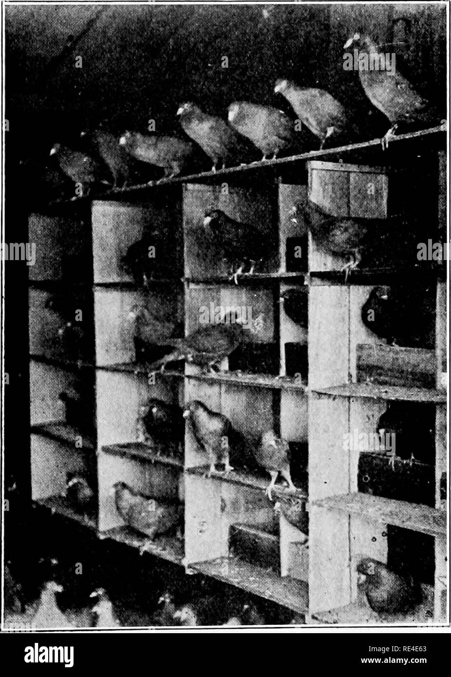 Feed a pigeon Black and White Stock Photos & Images - Alamy