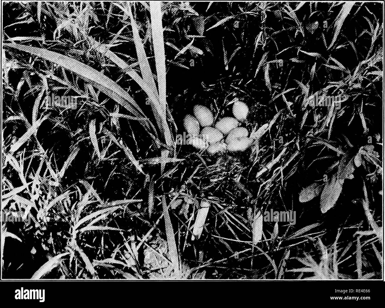 Rank vegetation Black and White Stock Photos & Images - Alamy
