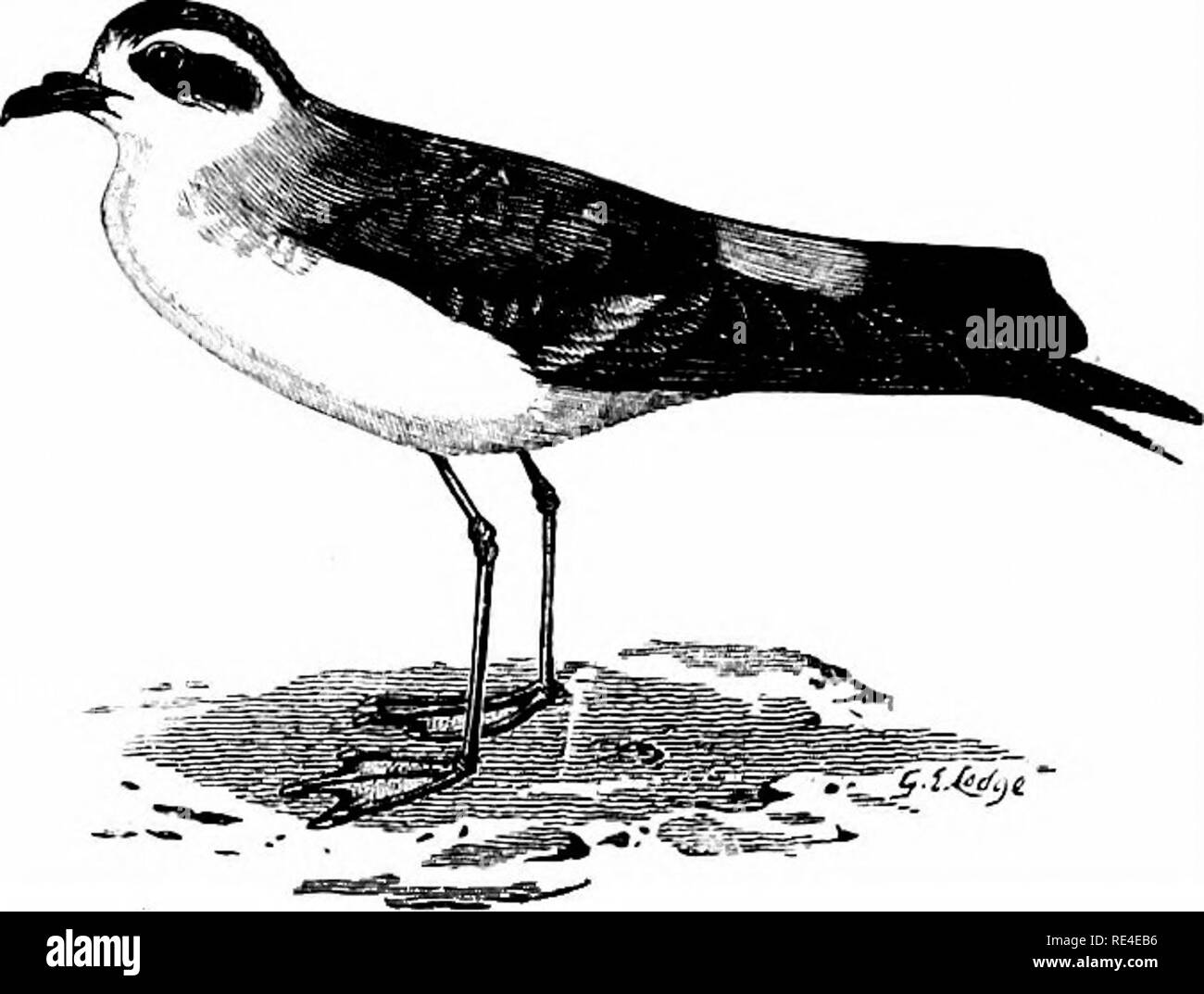 Female frigate bird Black and White Stock Photos & Images - Alamy