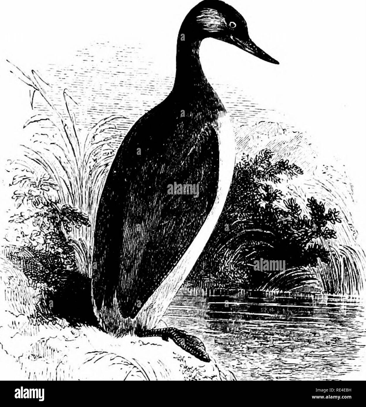 Black necked grebe breeding Black and White Stock Photos & Images - Alamy