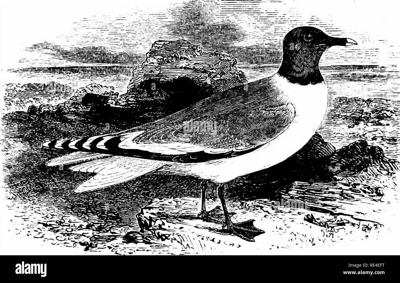Irish avian species hi-res stock photography and images - Alamy