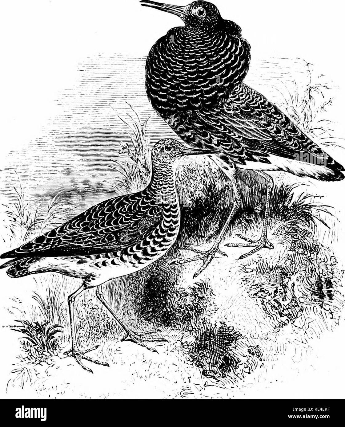 Female ruff reeve Black and White Stock Photos & Images - Alamy