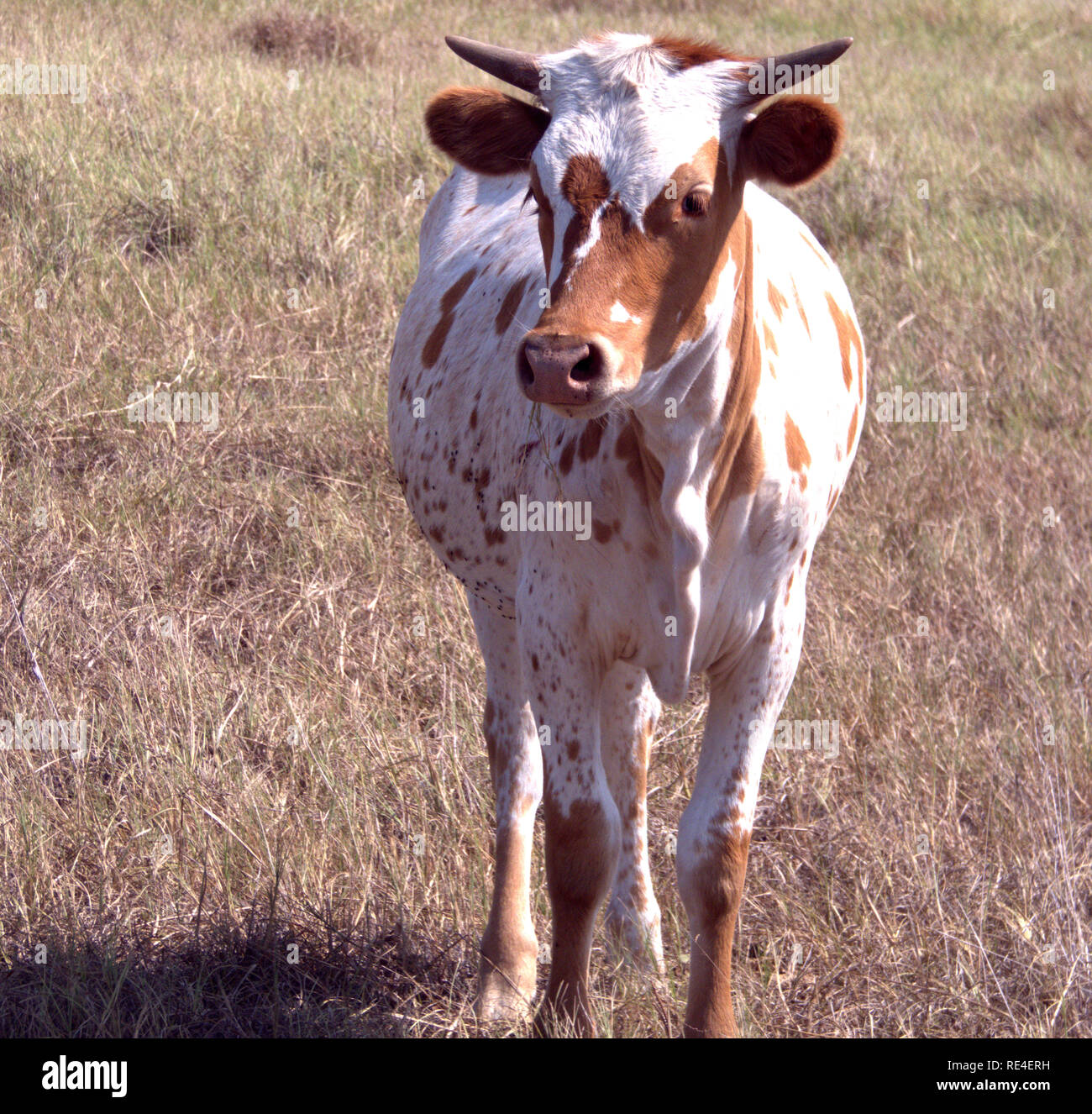 Longhorn and calf hi-res stock photography and images - Alamy