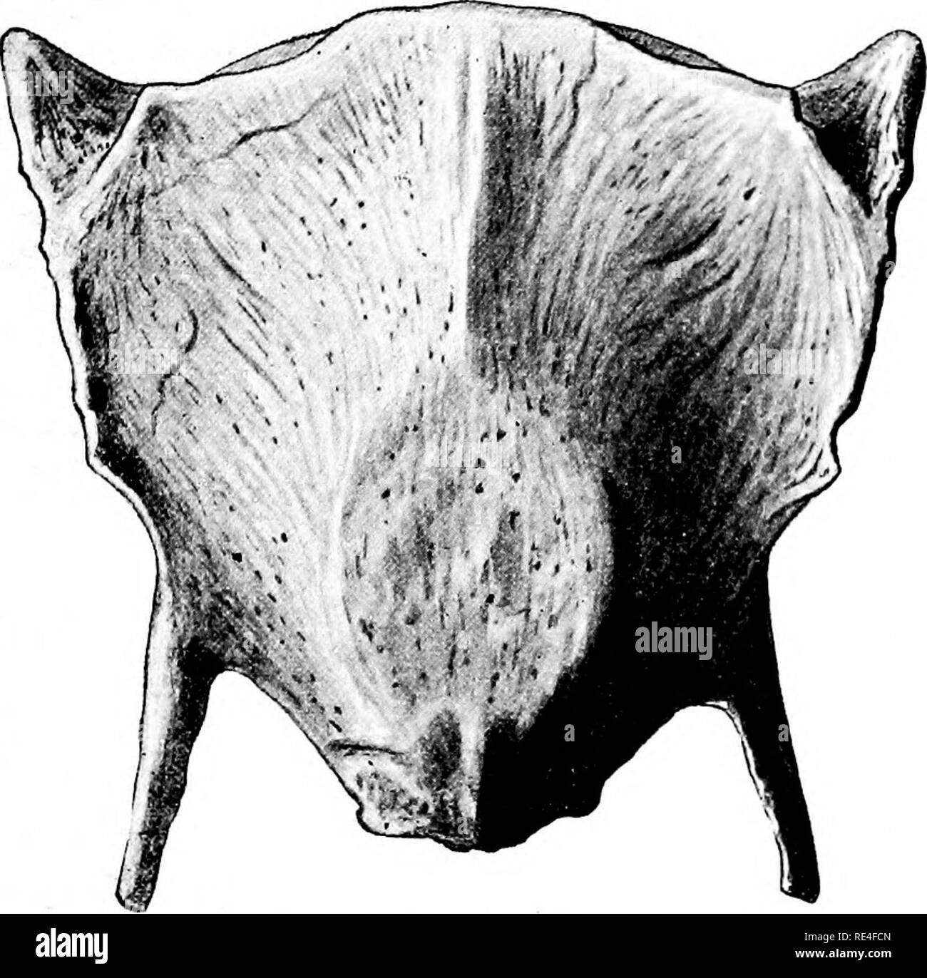 . The structure and life of birds. Birds; Evolution. XV CLASSIFICATION ...