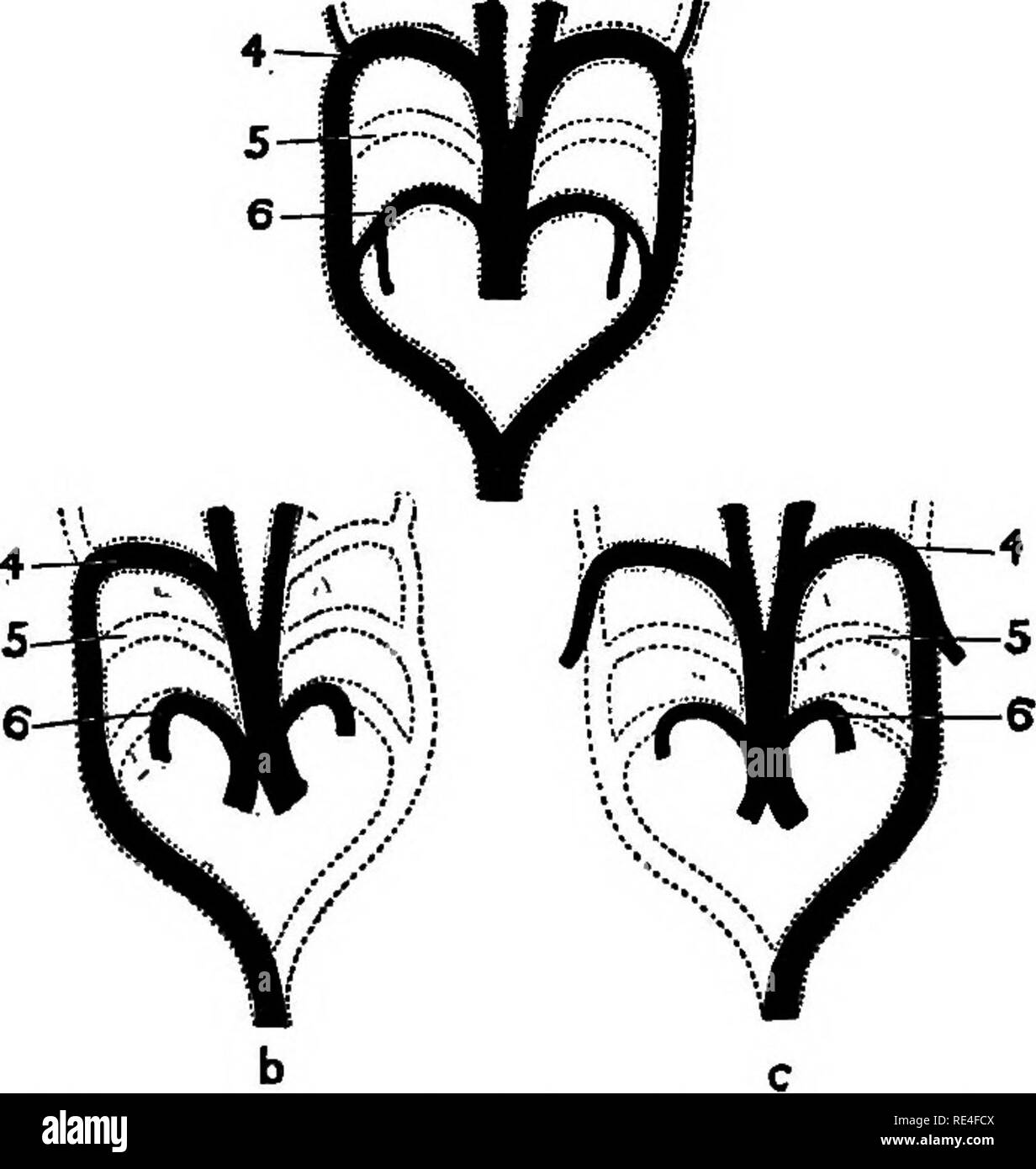 Chicken evolution Black and White Stock Photos & Images - Alamy