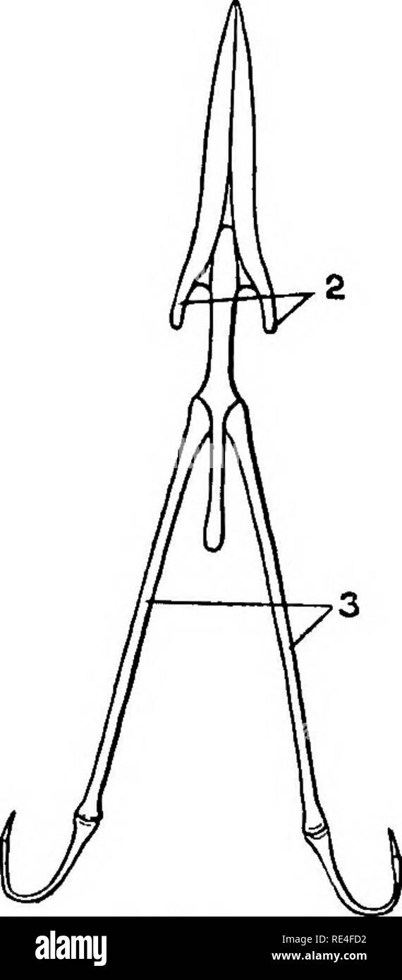 . The structure and life of birds. Birds; Evolution. 282 THE STRUCTURE ...