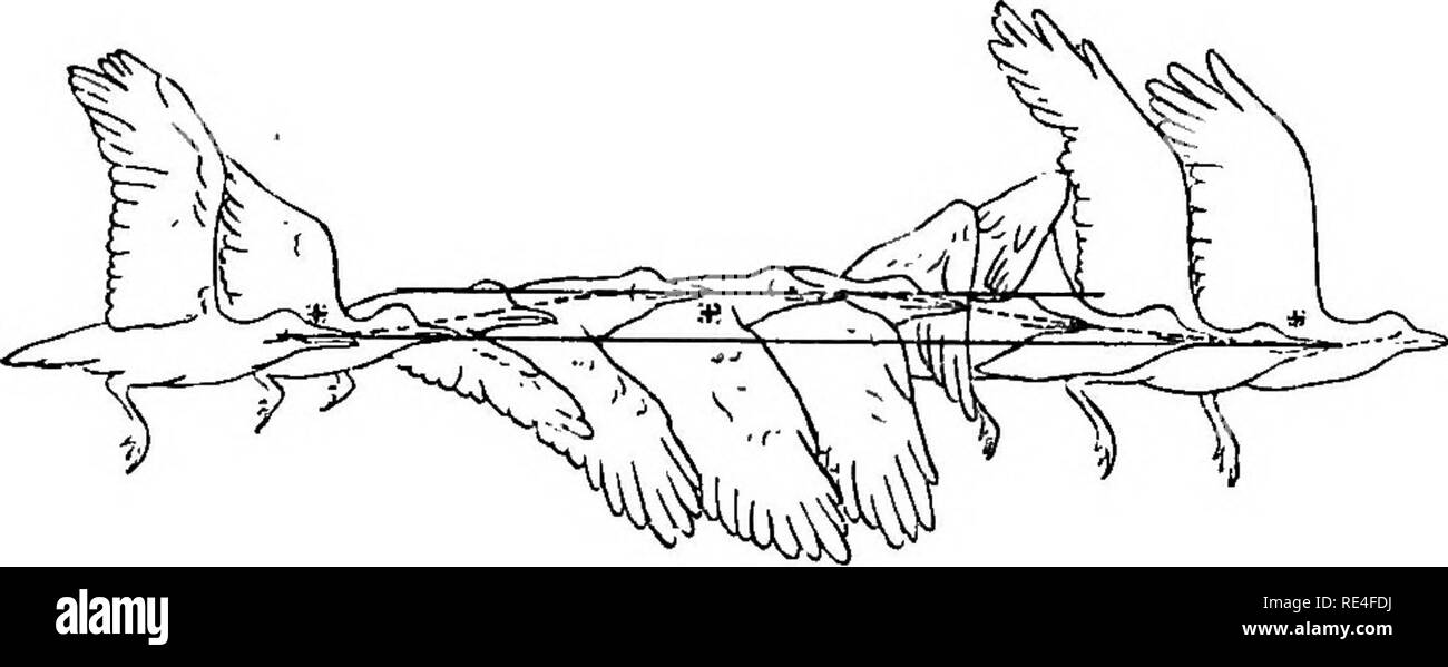 . The structure and life of birds. Birds; Evolution. 224 THE STRUCTURE ...