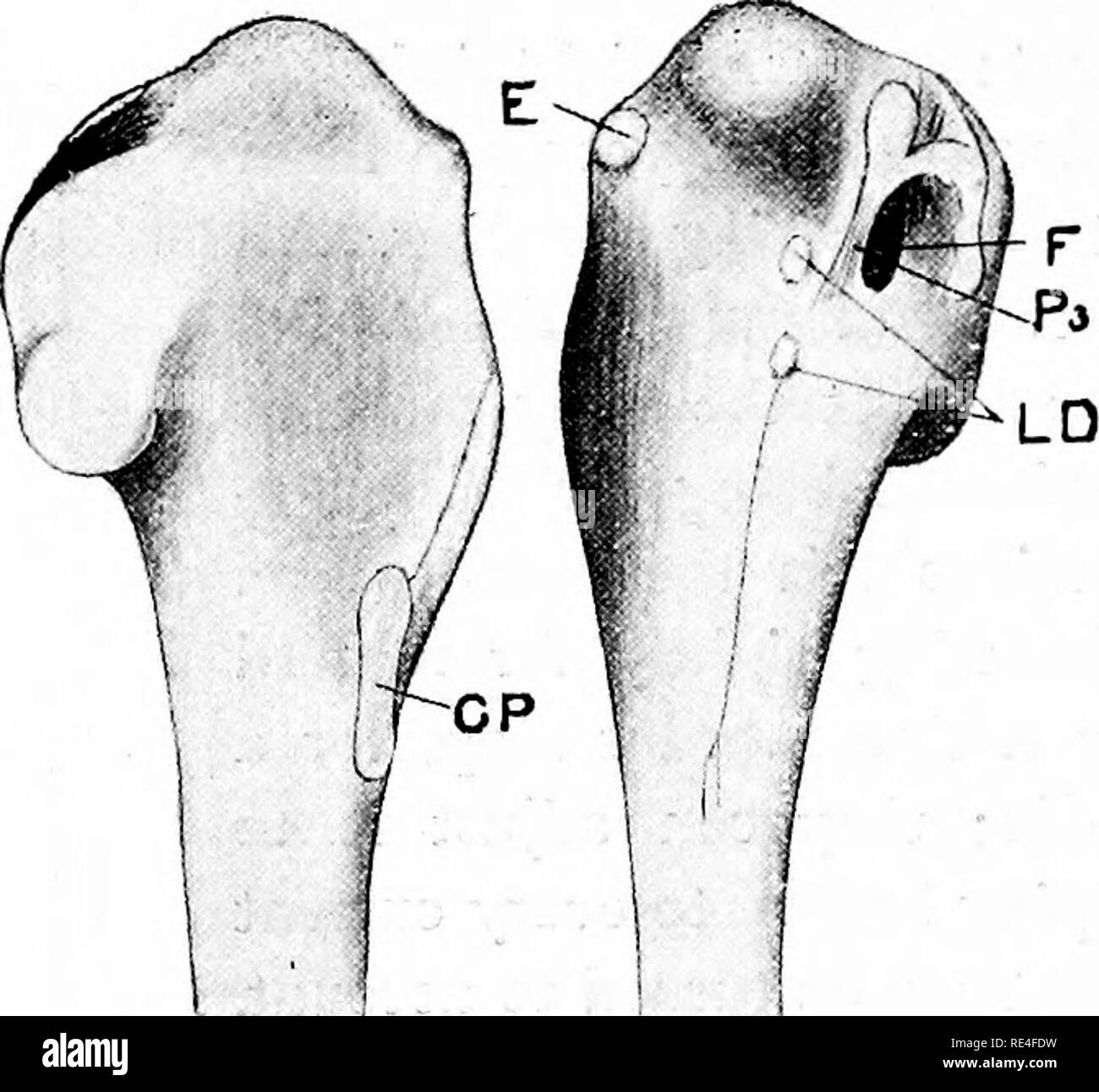 . The structure and life of birds. Birds; Evolution. 204 THE STRUCTURE ...