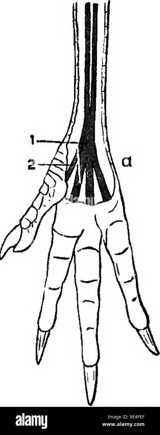 Cartilaginous Joint High Resolution Stock Photography and Images - Alamy