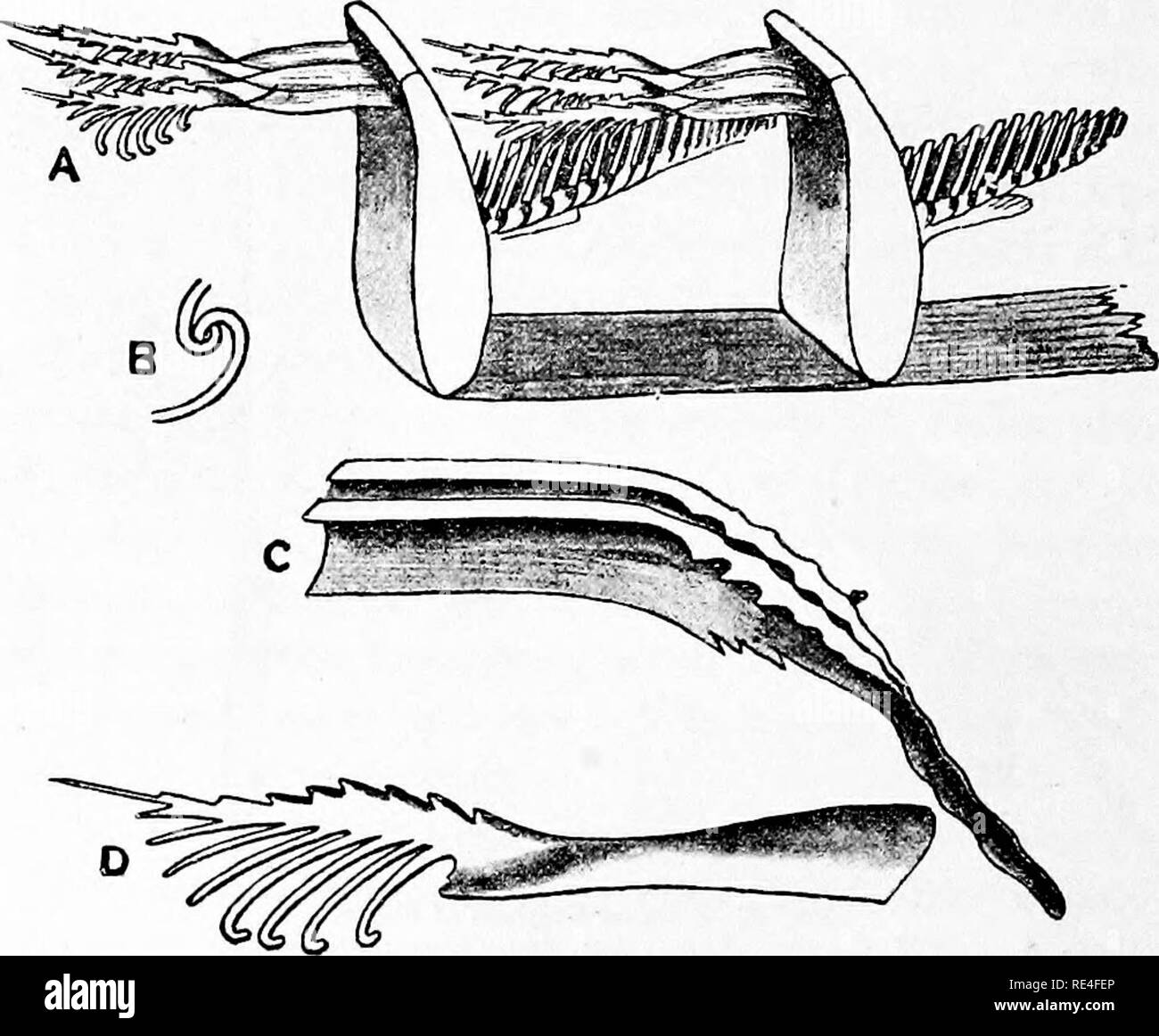 Barbicels hi-res stock photography and images - Alamy