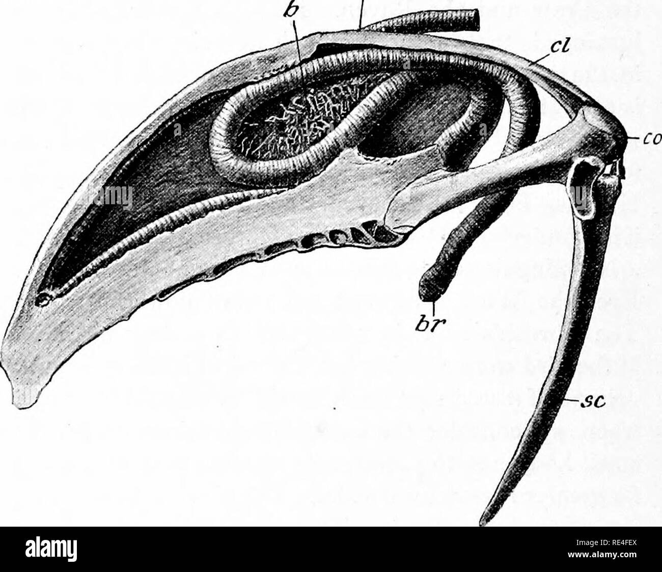 . The structure and life of birds. Birds; Evolution. I40 THE STRUCTURE ...