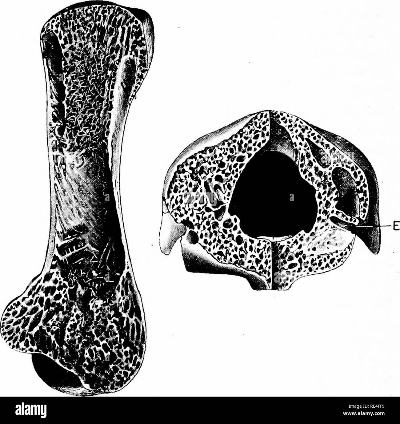 Thin ear connects hi-res stock photography and images - Alamy