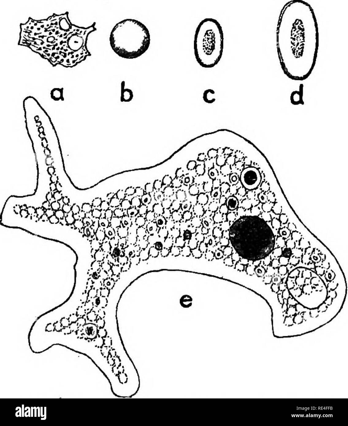Amoeba amoeba proteus Black and White Stock Photos & Images - Alamy