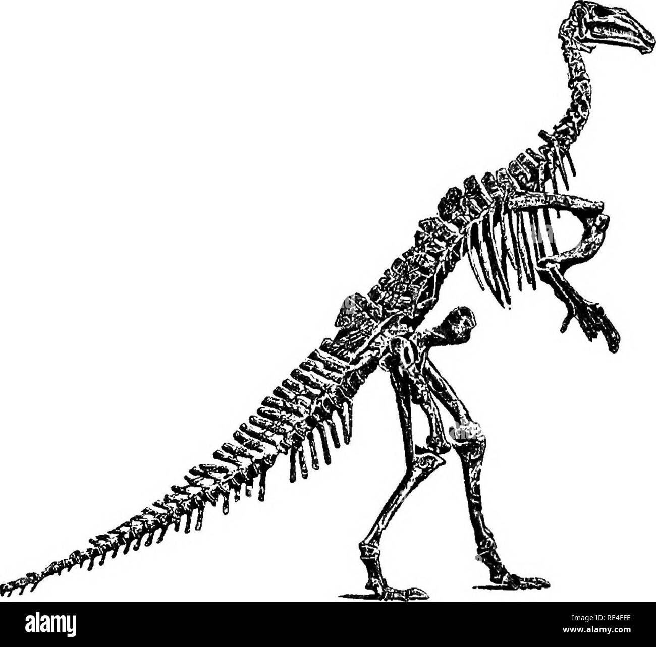 Evolution of birds from dinosaurs Black and White Stock Photos & Images ...
