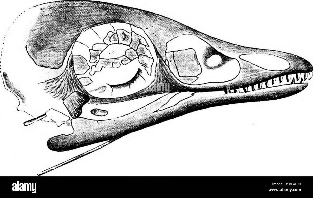 Rook size hi-res stock photography and images - Alamy